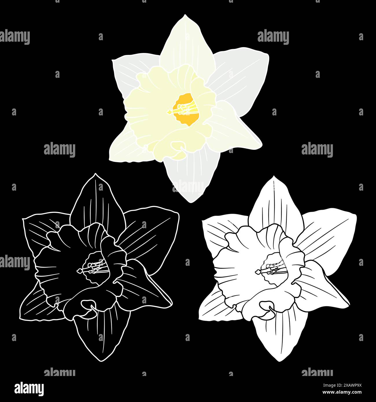 Spring daffodil or narcissus flower outline, silhouette, stencil, color ...