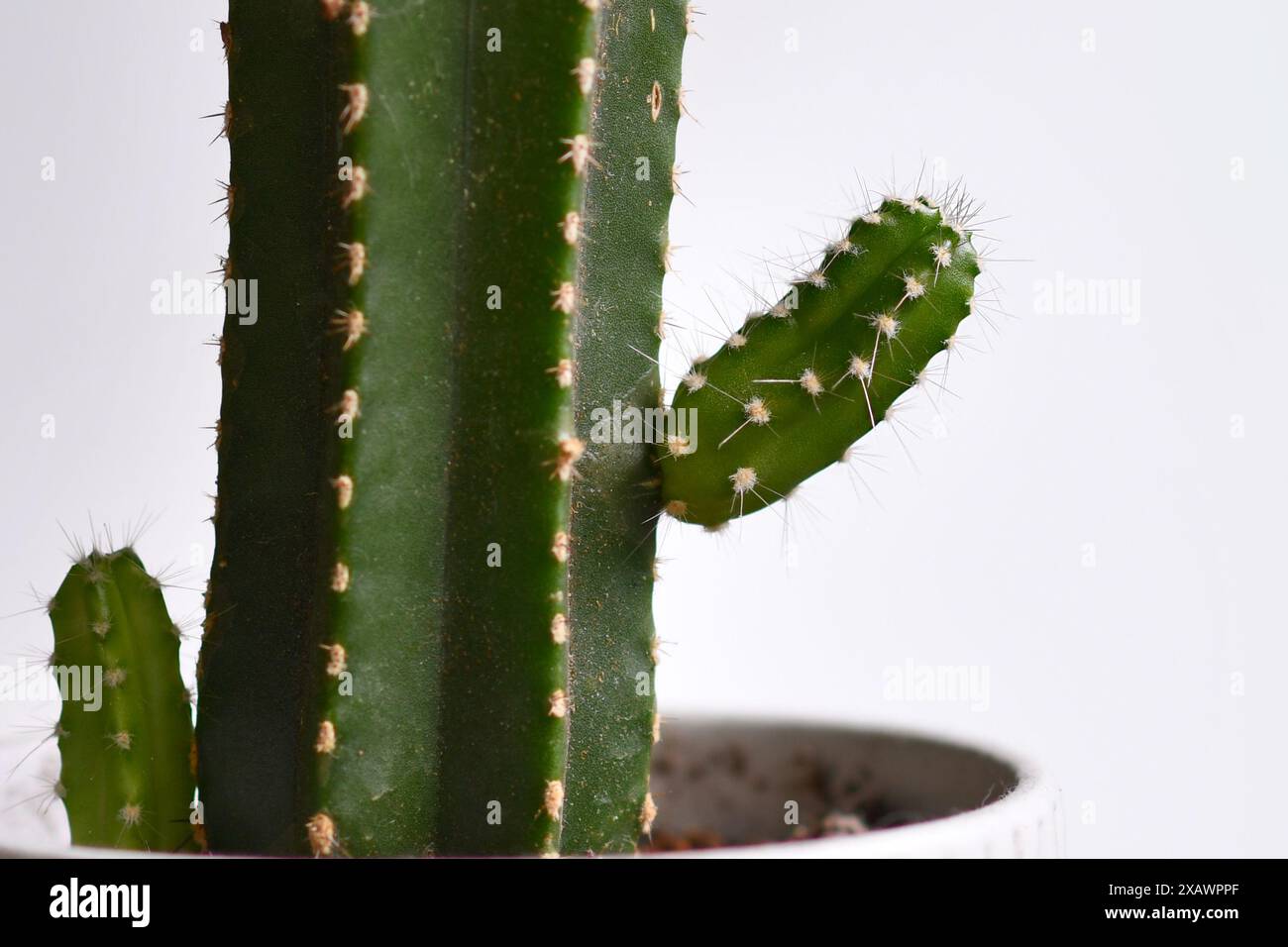 Close up of new branch growth on cactus plant Stock Photo - Alamy