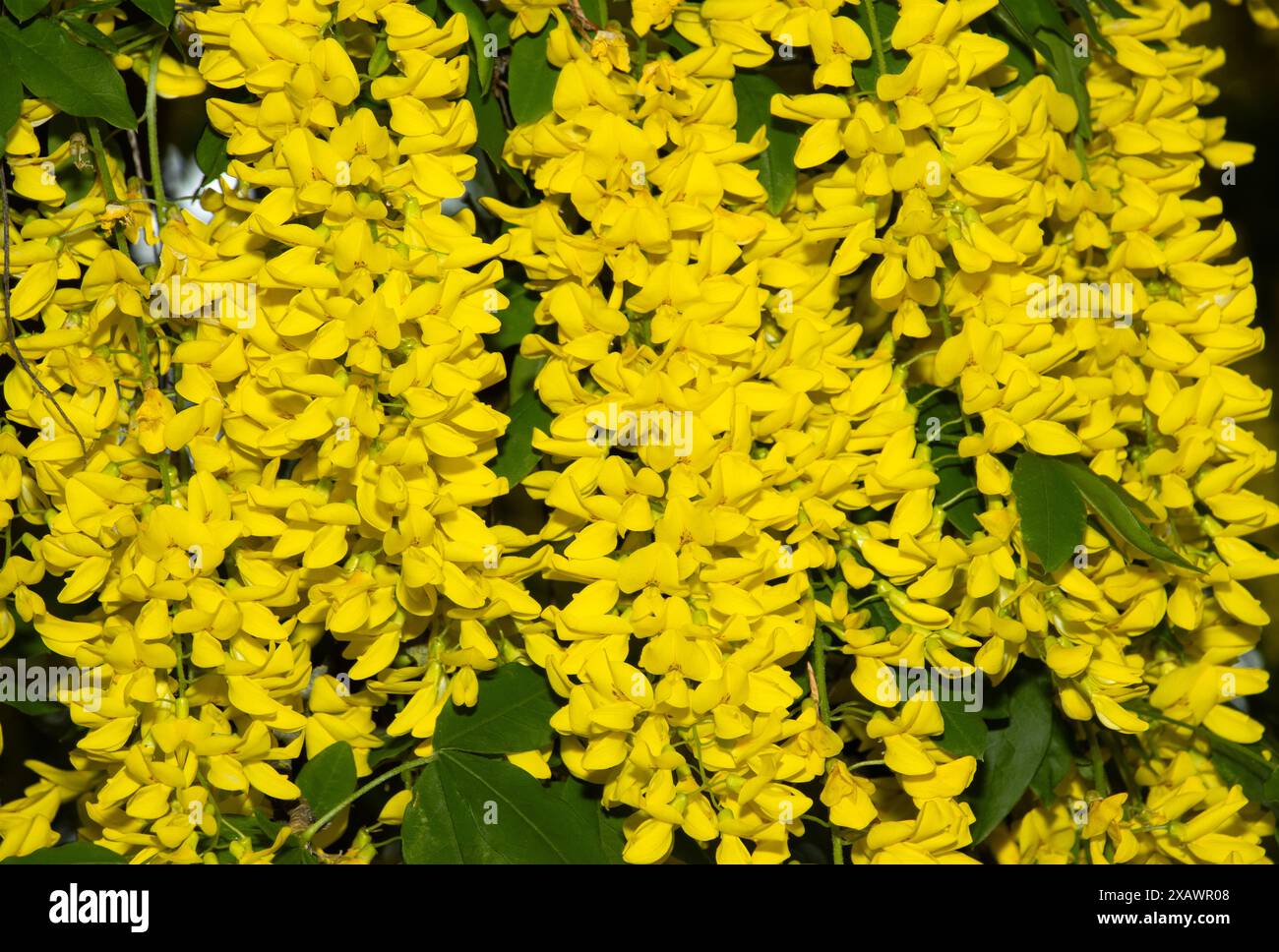The spectacular early summer blooms have made the Laburnum a popular ...