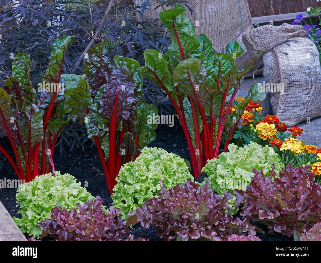 Colourful Vegetable display on an allotment garden Stock Photo - Alamy