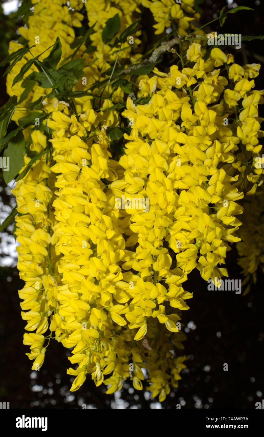 The spectacular early summer blooms have made the Laburnum a popular ...