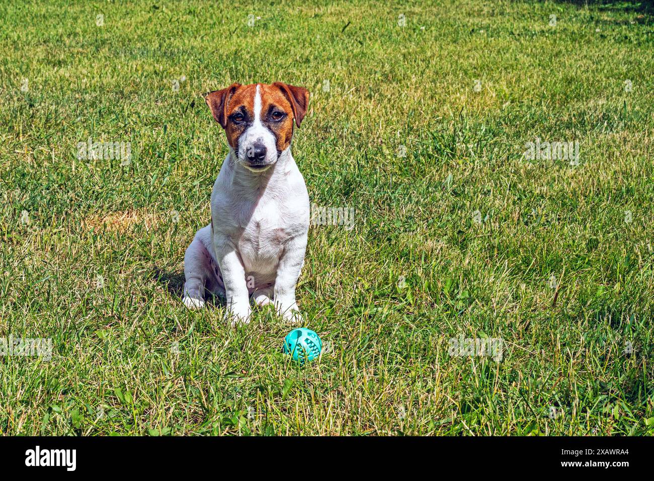 Jack Russell terrier puppy sits on a green lawn with a ball illuminated ...