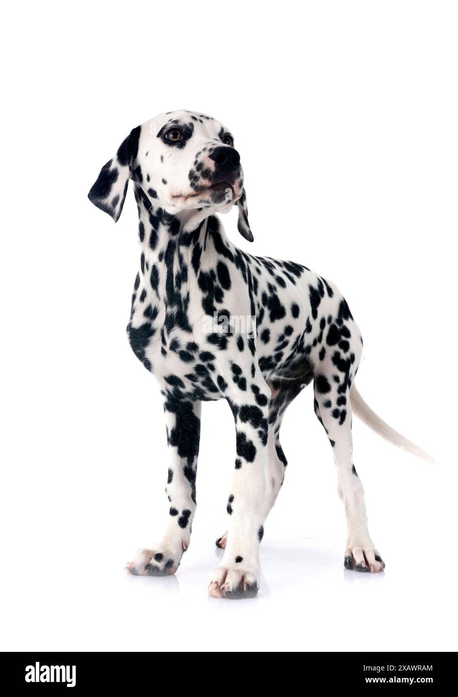puppy dalmatian in front of white background Stock Photo - Alamy