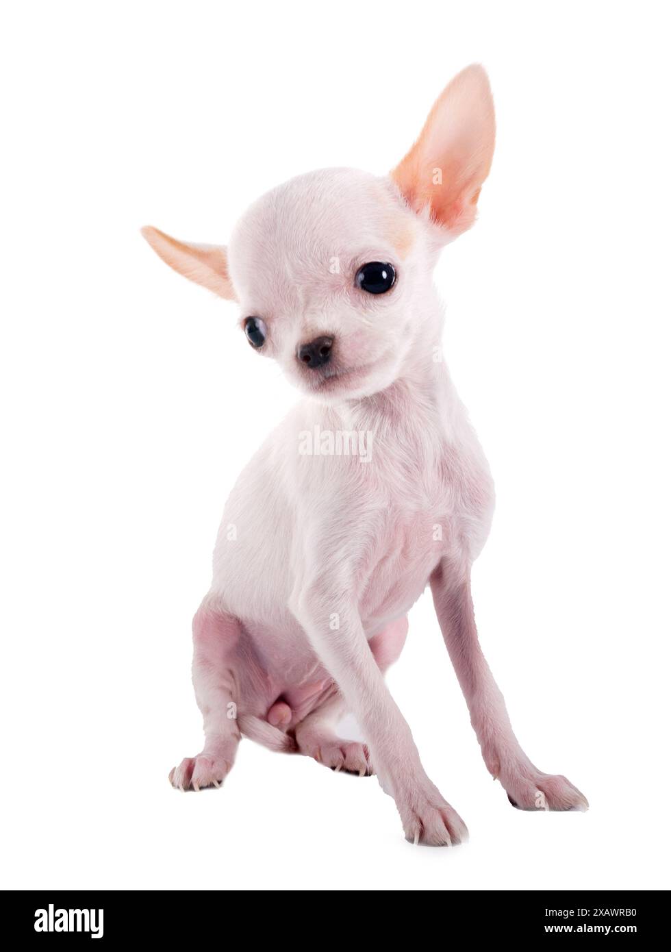 Premature puppy Cut Out Stock Images & Pictures - Alamy