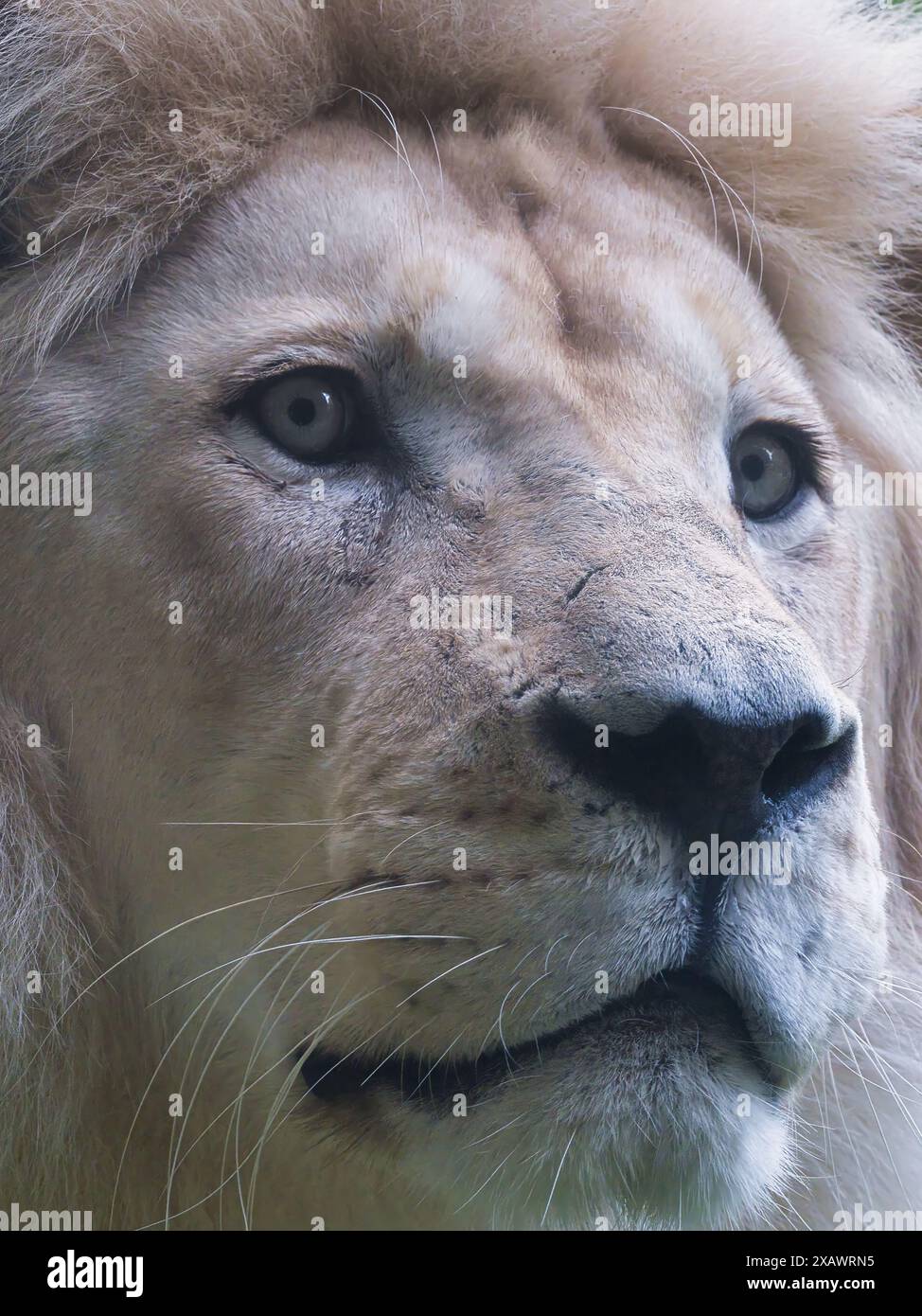 White lion face portrait close up Stock Photo - Alamy