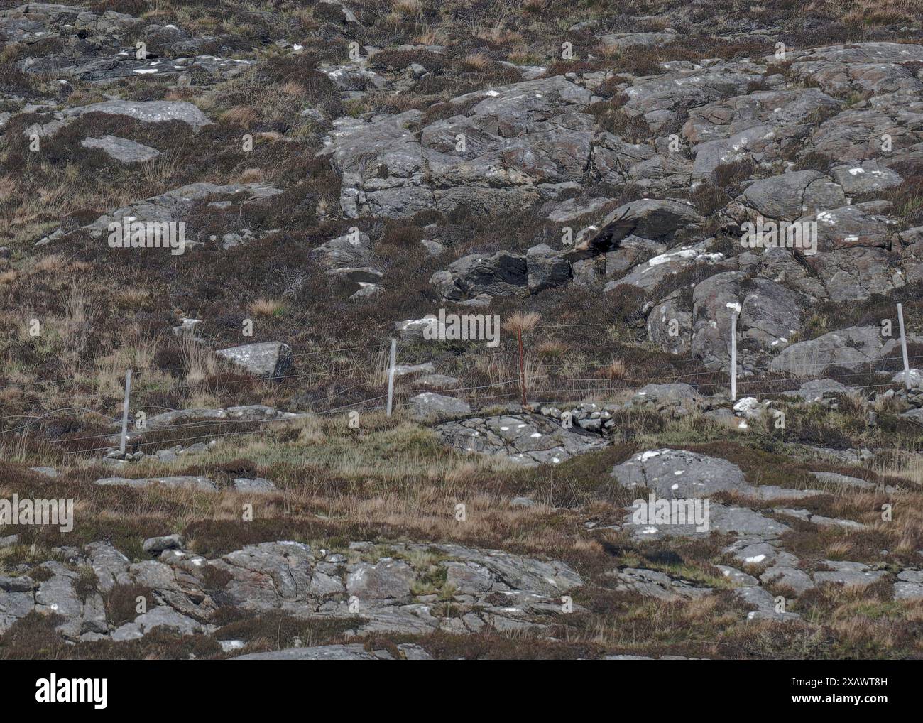 Golden eagle flying britain hi-res stock photography and images - Alamy