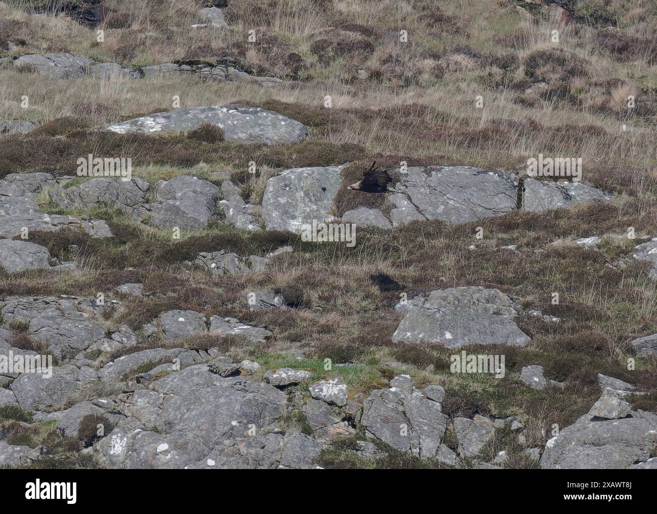 Golden eagle flying britain hi-res stock photography and images - Alamy