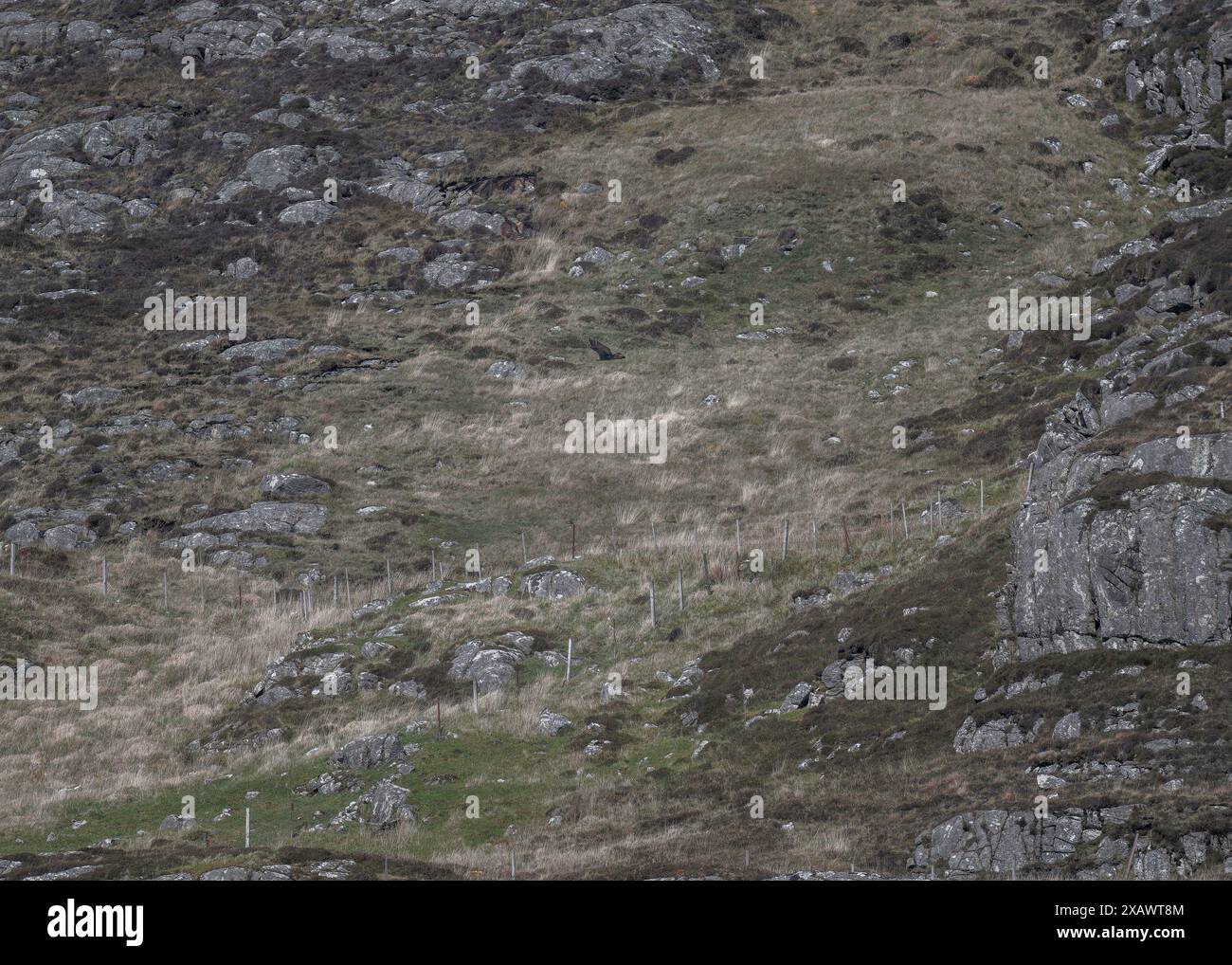 Eagle golden (Aquila chrysaetos) in flight, Kyles Scalpay, Harris ...