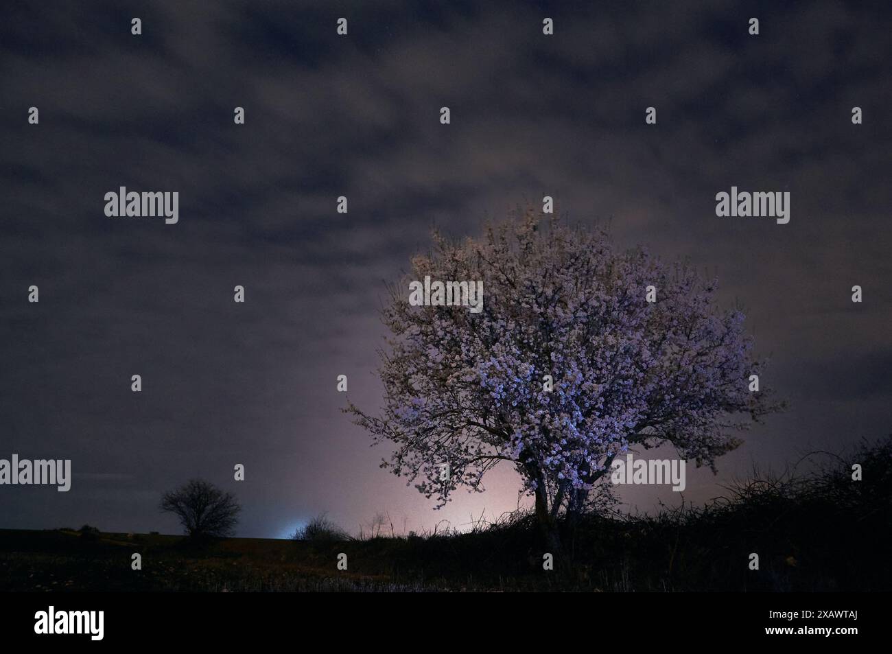 A stunning almond tree in full bloom captured in a nighttime photograph ...