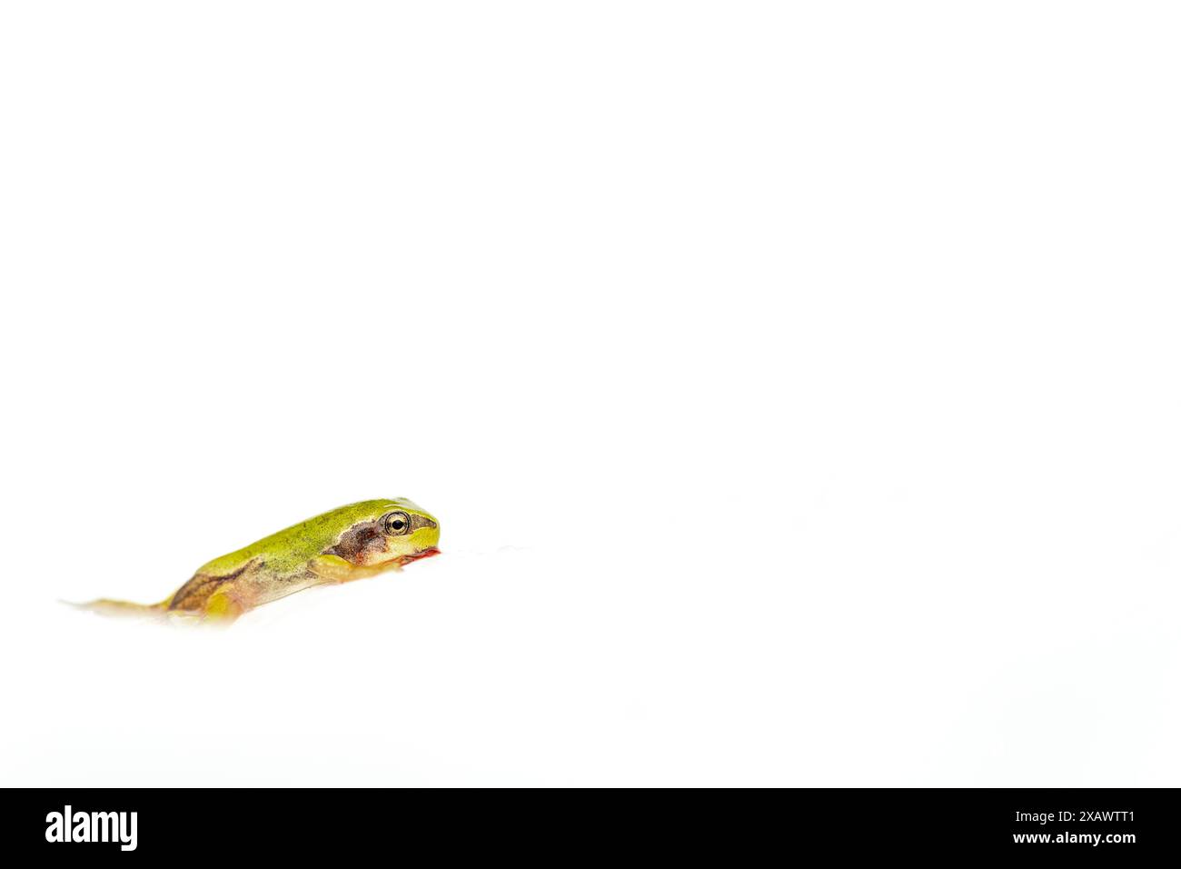 Fine art photography of European tree frog on white background (Hyla ...