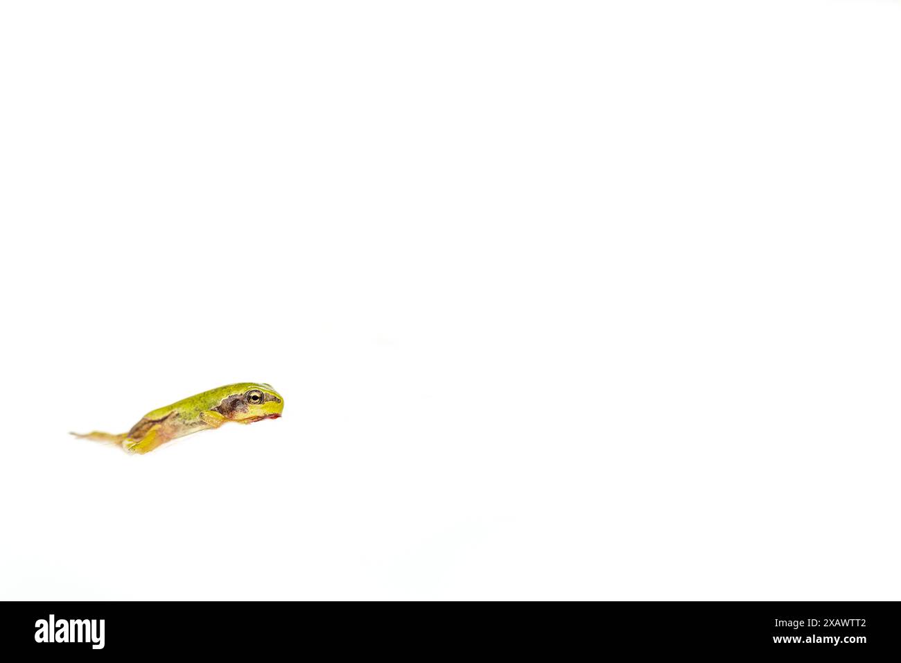 Fine art photography european Cut Out Stock Images & Pictures - Alamy