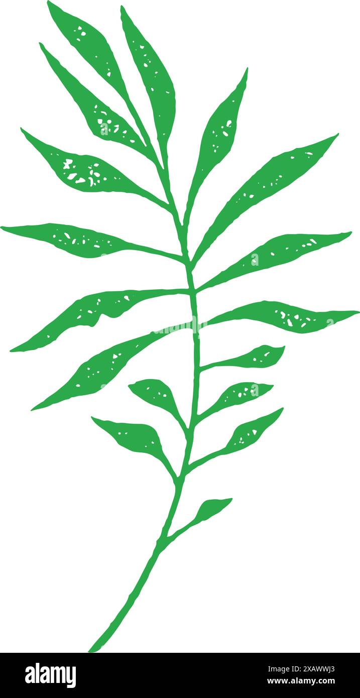 Simple hand drawing green tropical eucalyptus branch with fresh leaves ...