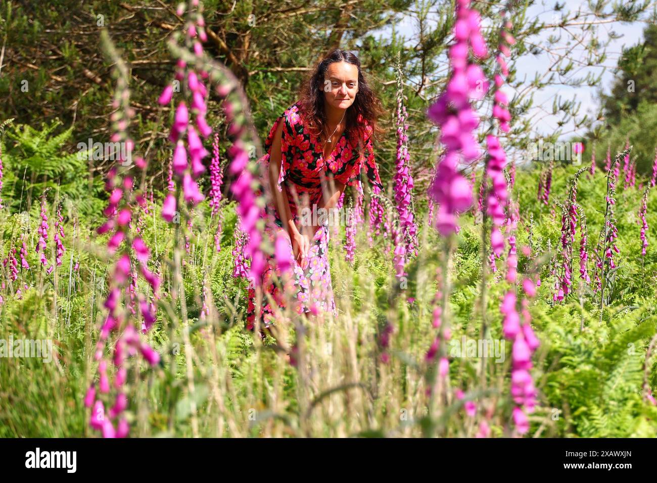 Haldon Forest, near Exeter, Devon, UK. 9th June, 2024. UK Weather ...
