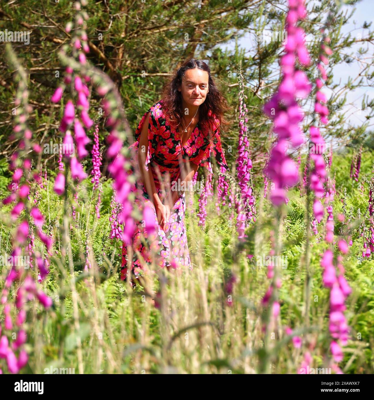 Haldon Forest, near Exeter, Devon, UK. 9th June, 2024. UK Weather ...