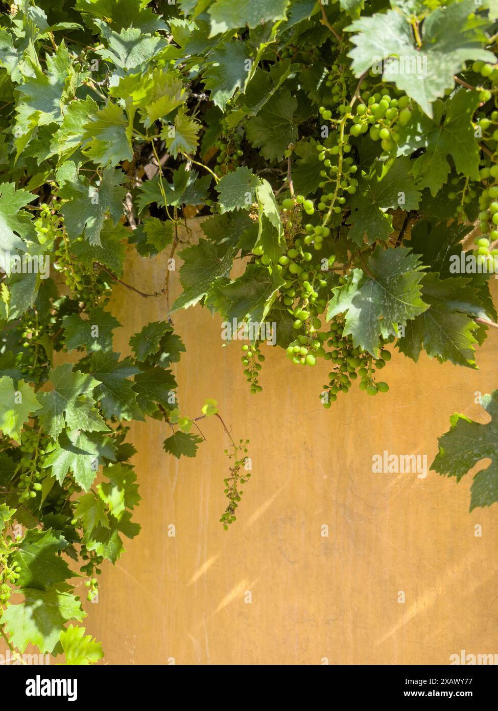 background, Fresh green unripe Grapes with beautiful leaves on yellow ...