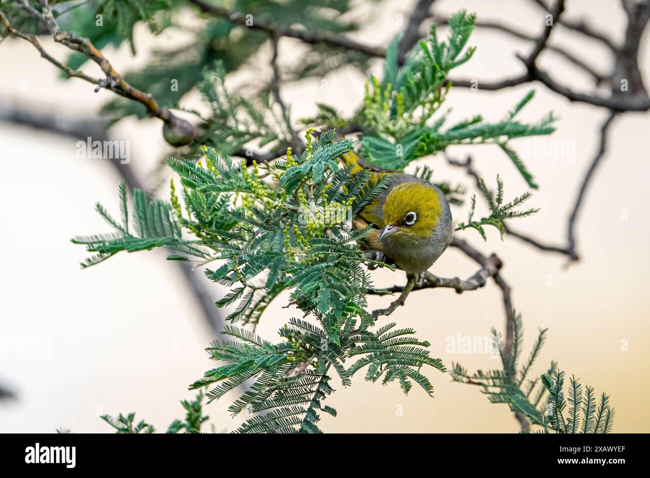 An australian silvereye bird hi-res stock photography and images - Alamy