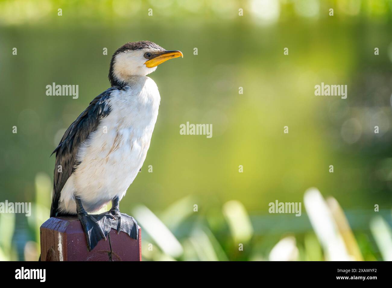 Ballarat native hi-res stock photography and images - Alamy