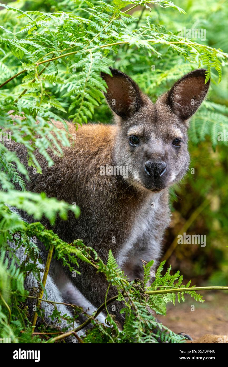 Forester Kangaroo (Macropus giganteus) peering out of ferns, Gunns ...