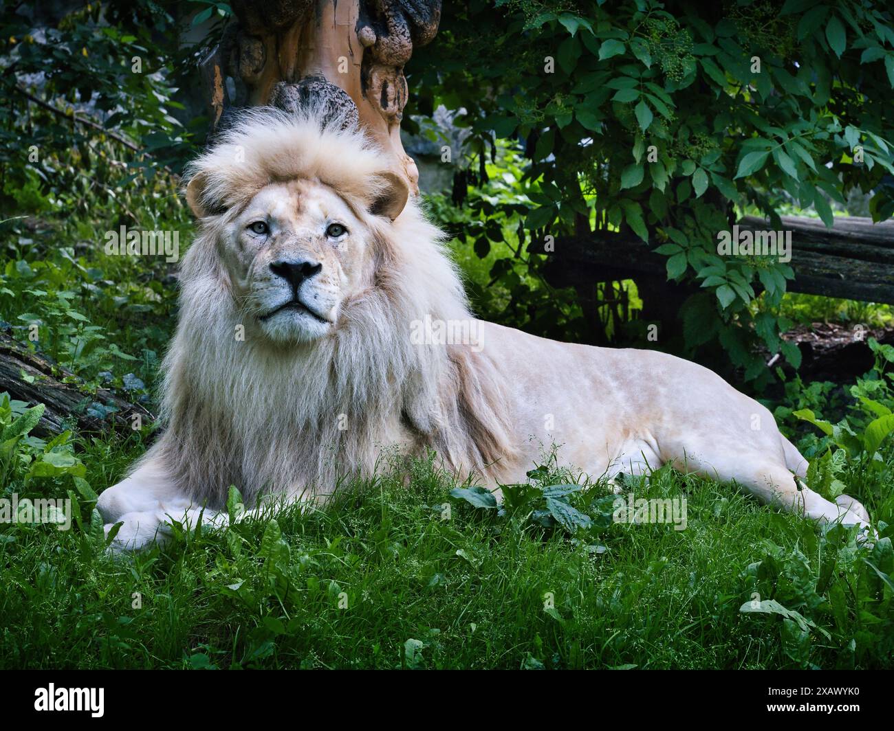 Full body lion resting hi-res stock photography and images - Alamy