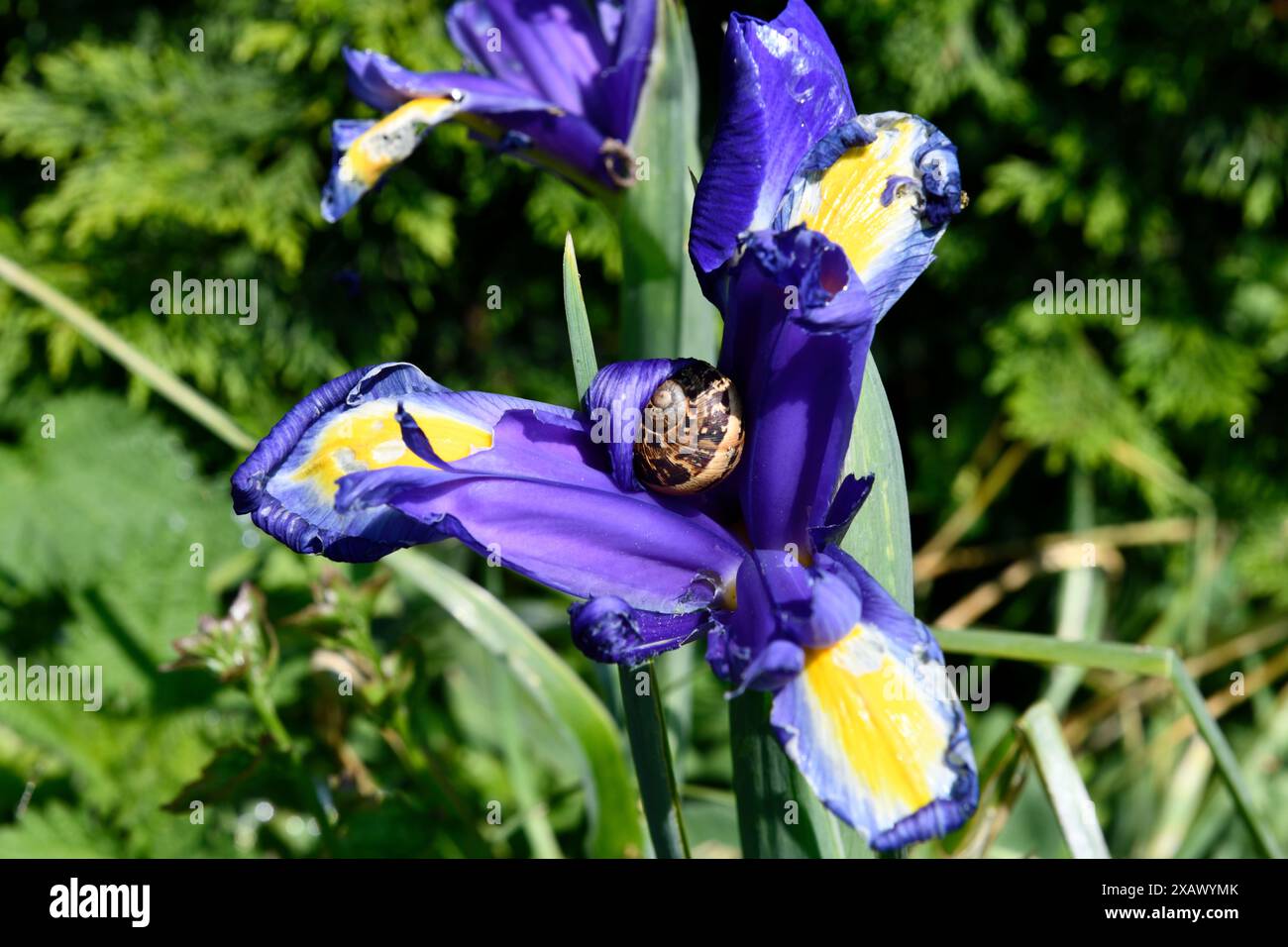 Purple Iris (iris spp) and Snail (Gastropoda) in Garden Chard Somerset ...