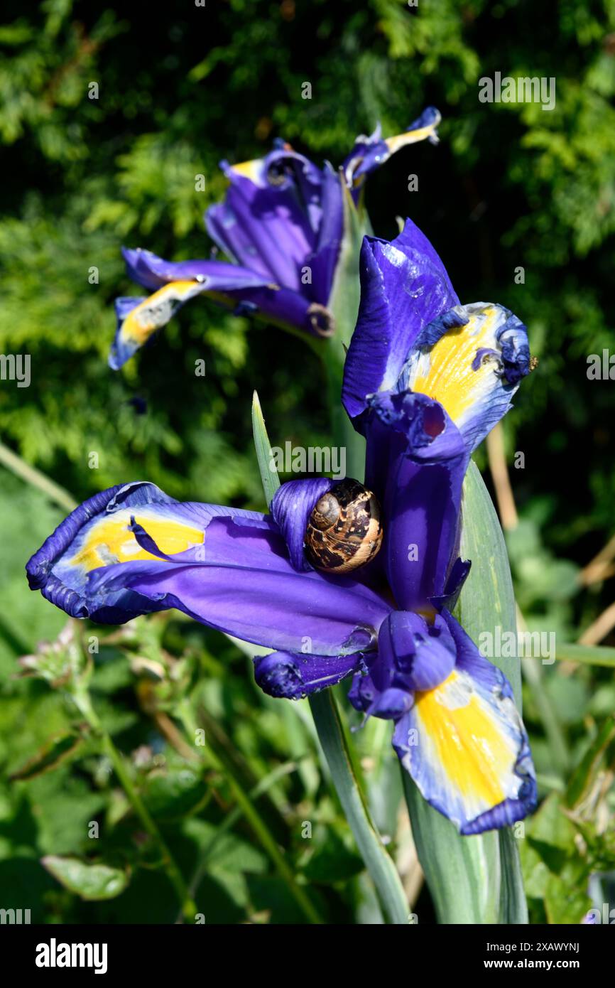 Purple Iris (iris spp) and Snail (Gastropoda) in Garden Chard Somerset ...