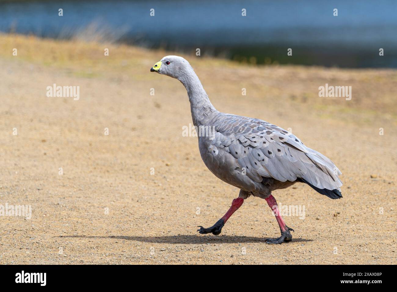 Cape Barren goose (Cereopsis novaehollandiae) walking on dirt road ...