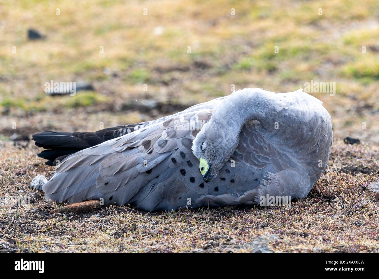 Cape Barren goose (Cereopsis novaehollandiae) resting on ground, Maria ...