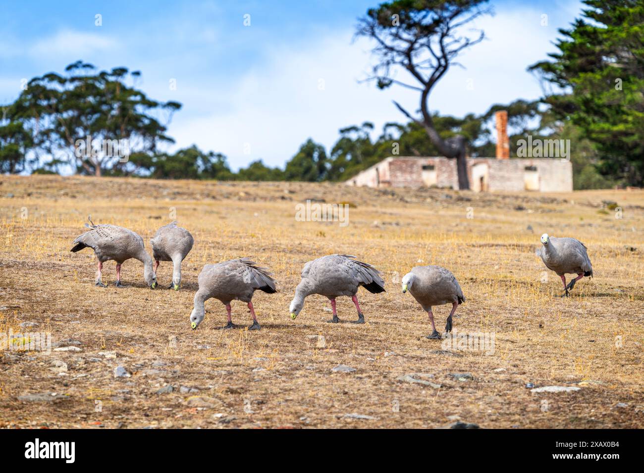 Cape Barren geese (Cereopsis novaehollandiae) grazing on grass with ...