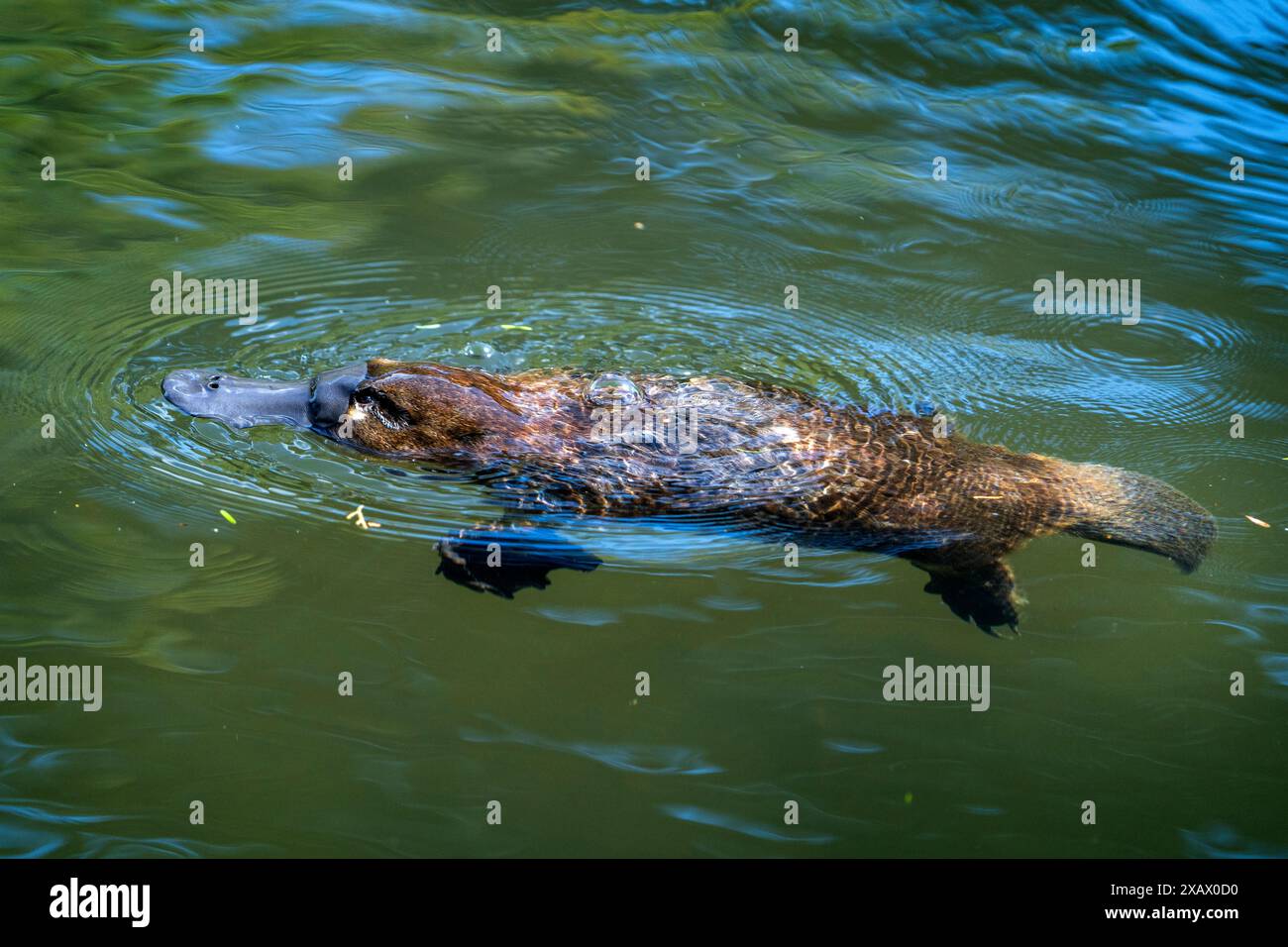 Platypus (Ornithorhynchus anatinus) swimming on surface, Tyenna River ...