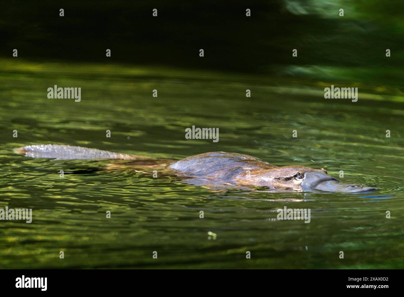 Platypus (Ornithorhynchus anatinus) swimming on surface, Tyenna River ...