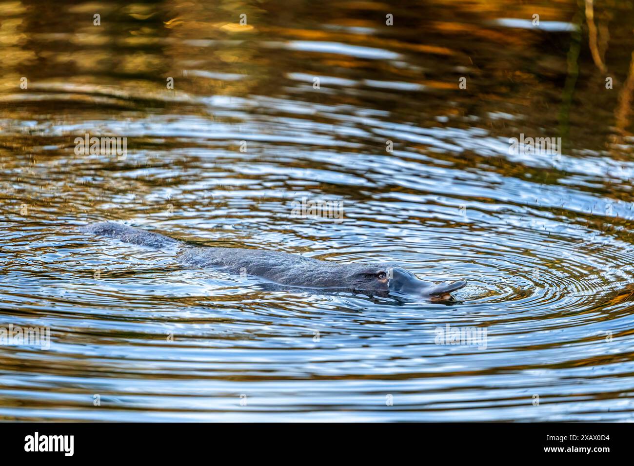 Platypus (Ornithorhynchus anatinus) swimming on surface, Tyenna River ...