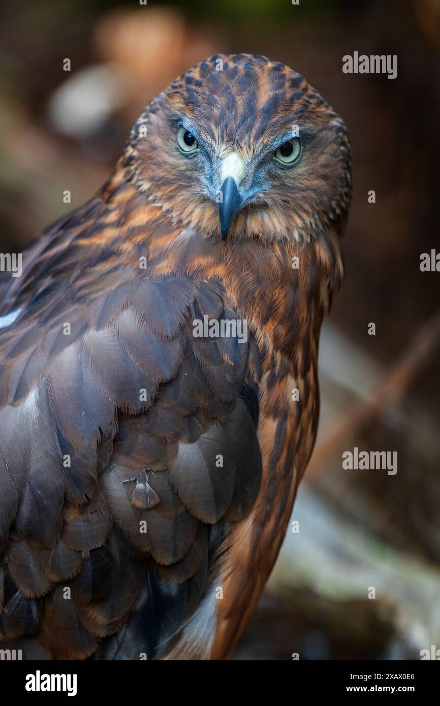 Three quarter length portrait of Swamp harrier (Circus approximans ...