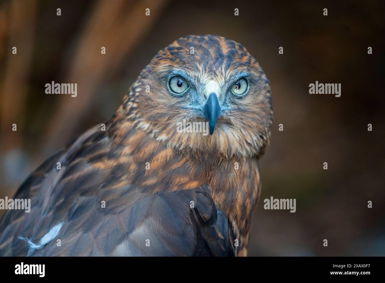 Head shot portrait of Swamp harrier (Circus approximans Stock Photo - Alamy