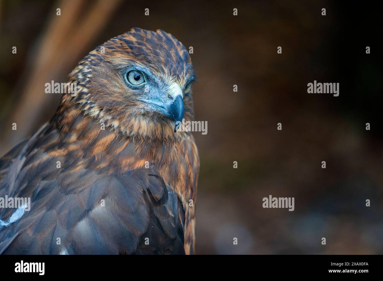 Head shot portrait of Swamp harrier (Circus approximans Stock Photo - Alamy