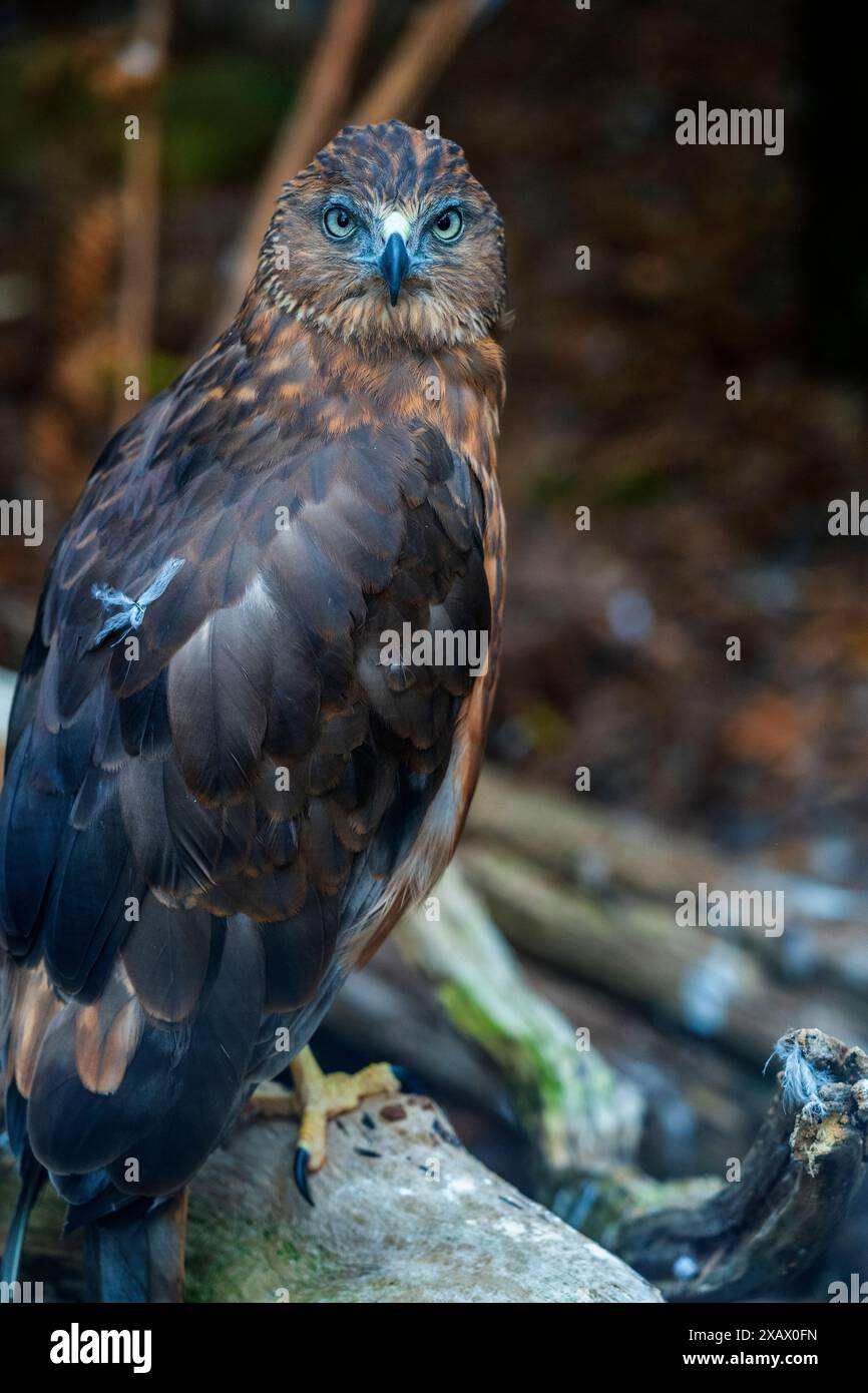 Full length view of Swamp harrier (Circus approximans Stock Photo - Alamy