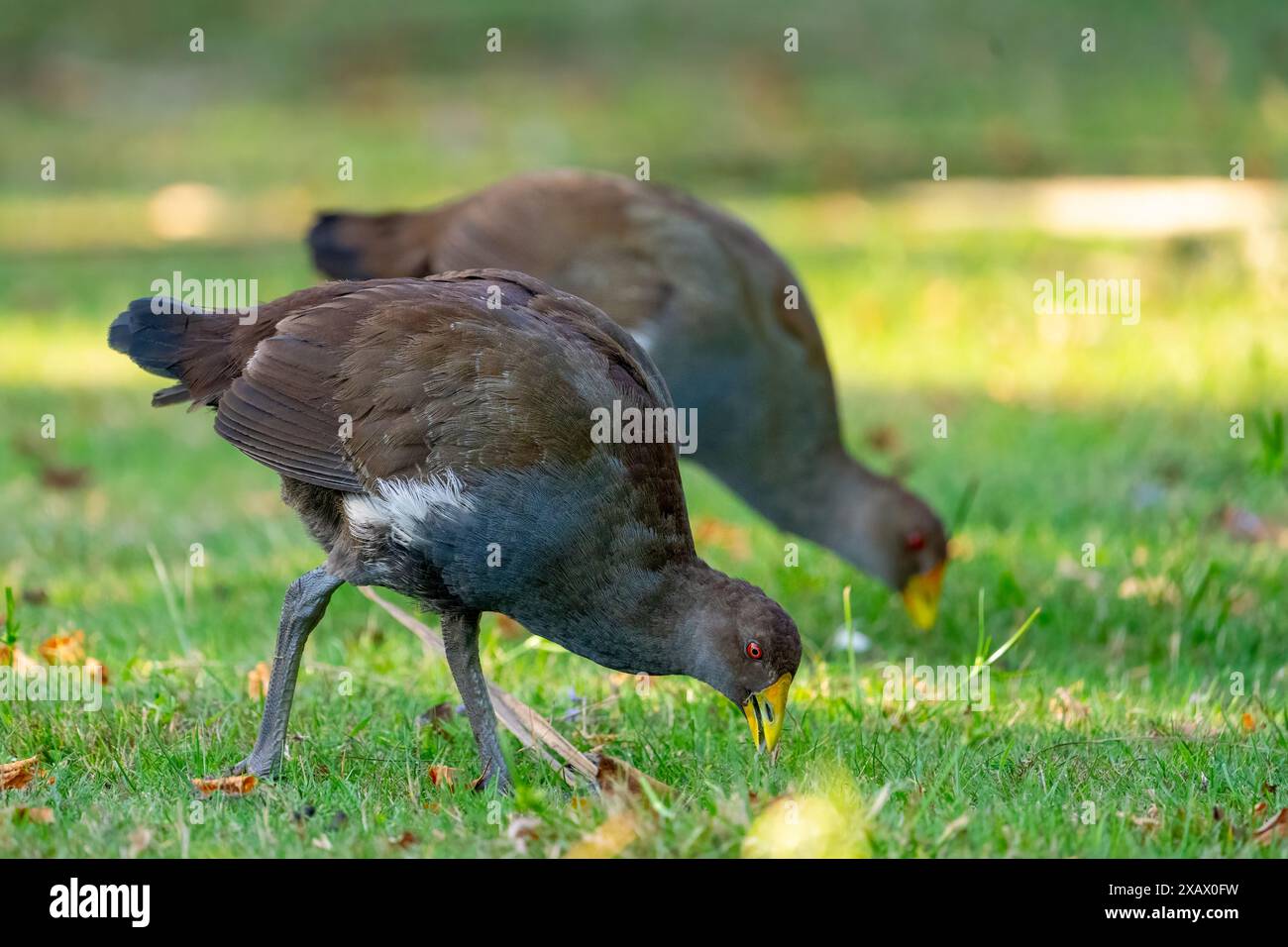 Tasmanian native hen hi-res stock photography and images - Alamy