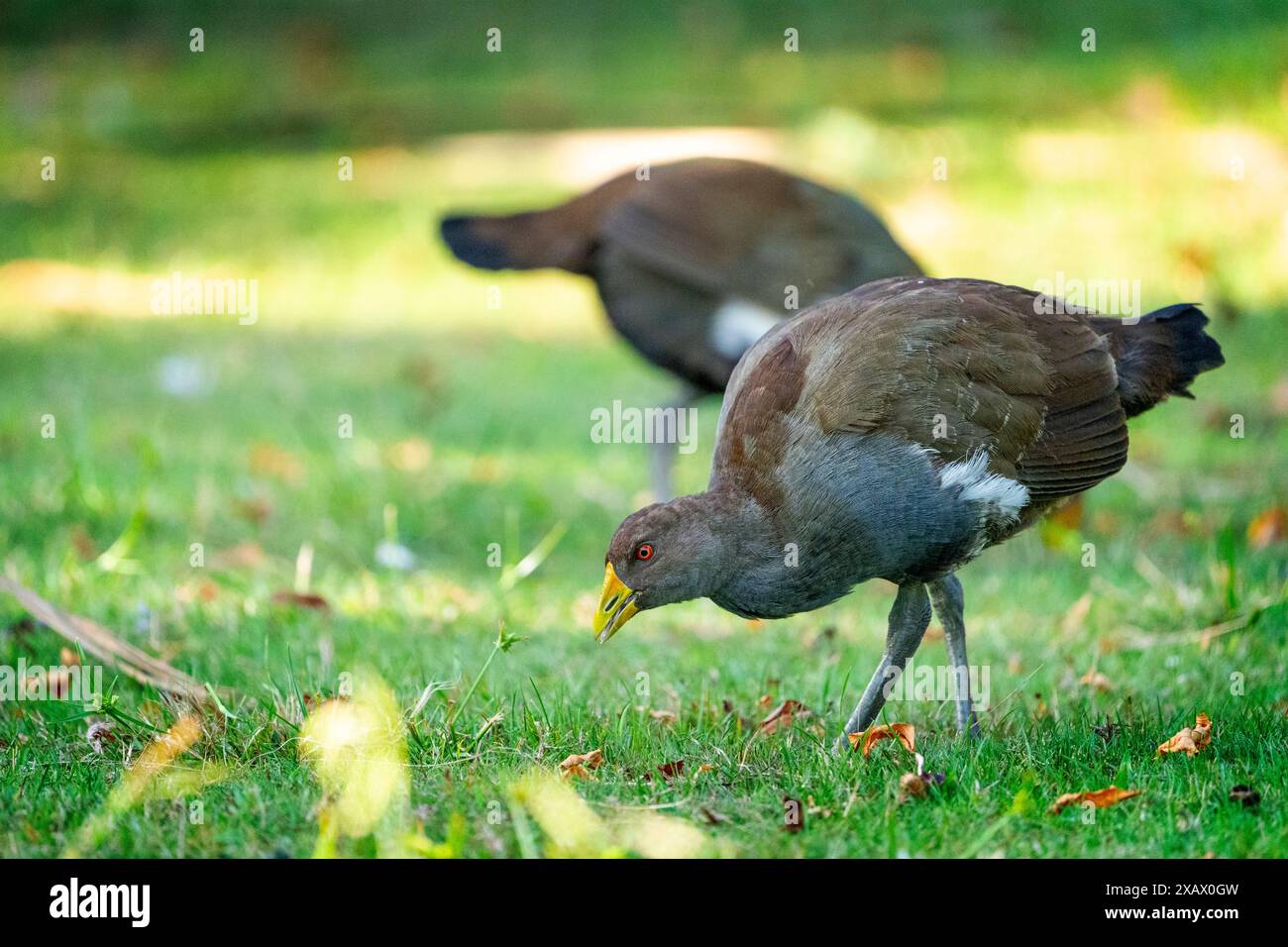 Tasmanian native hen hi-res stock photography and images - Alamy