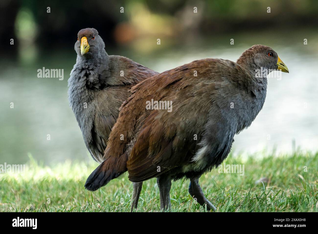 Two Tasmanian nativehens (Tribonyx mortierii) preening on grass ...