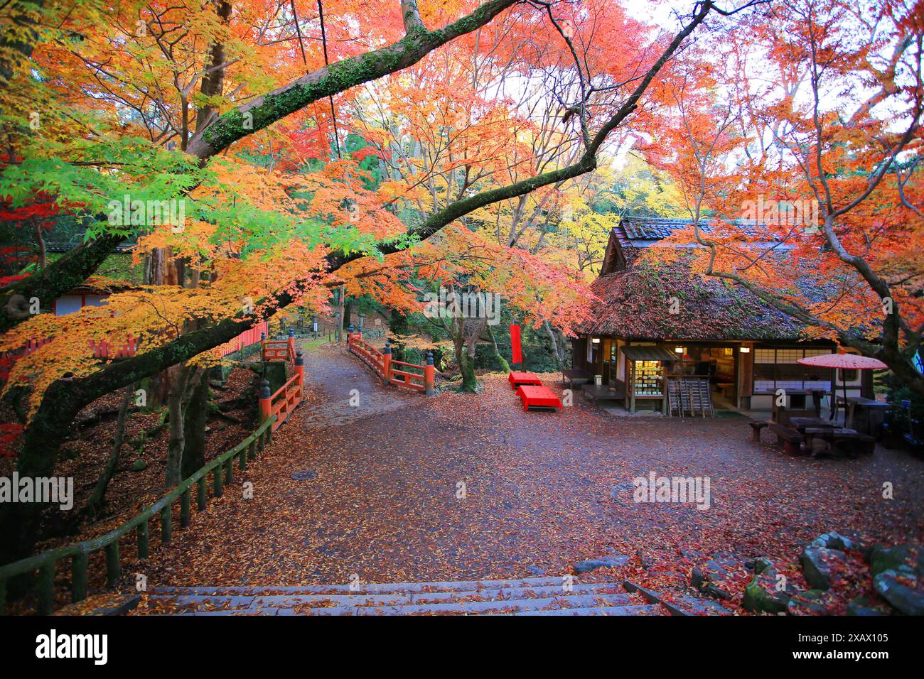 a walkway in the Nara town in autumn with the falling of red leaves ...