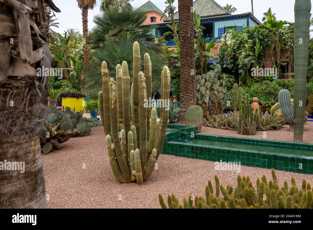 Exotic Cactus Garden Oasis - Desert Plant Display.The Majorelle Garden ...