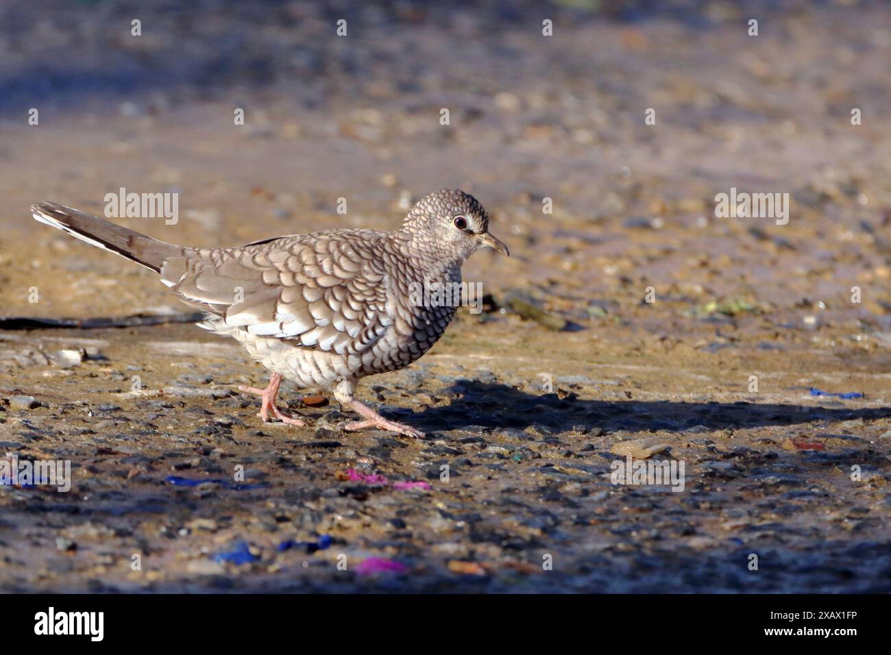 Scaled Dove (Columbina squammata), isolated, walked on the ground Stock ...