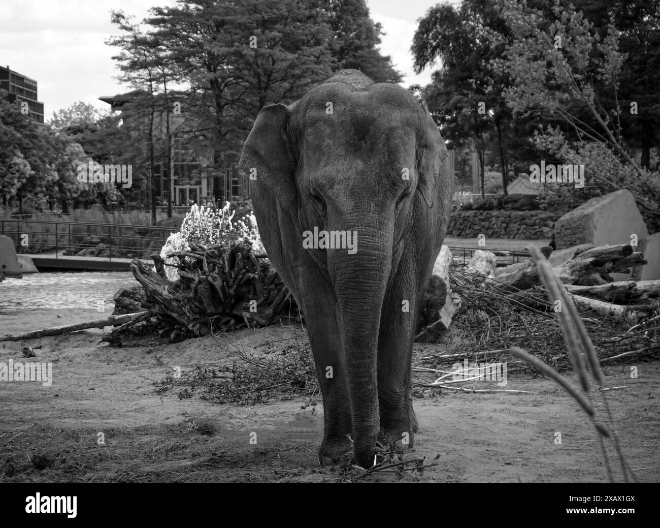 One tree standing on Black and White Stock Photos & Images - Alamy
