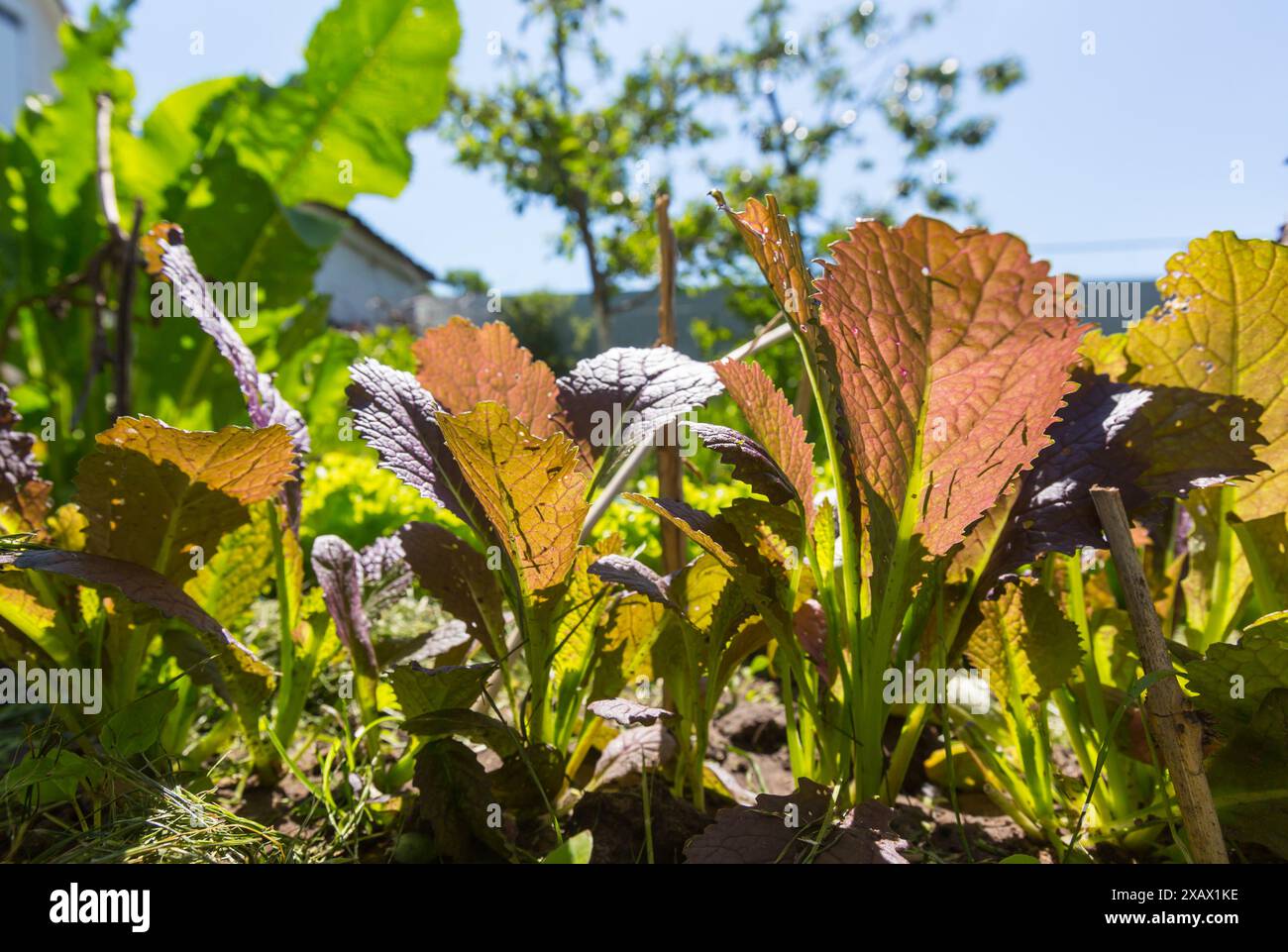 plants growing in kithcen garden Stock Photo - Alamy