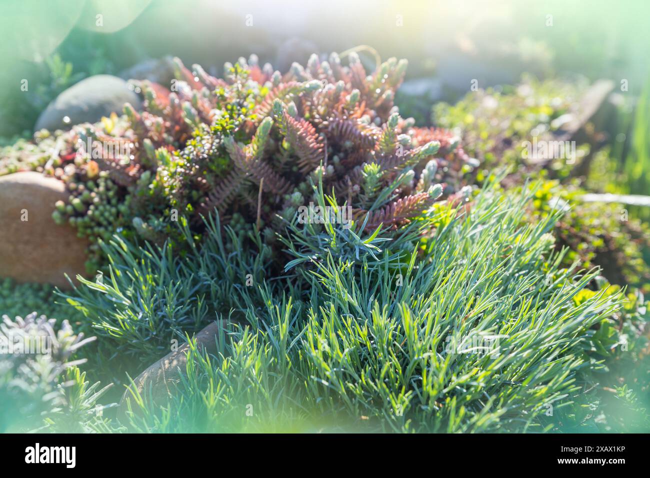 Gaeden plant hi-res stock photography and images - Alamy