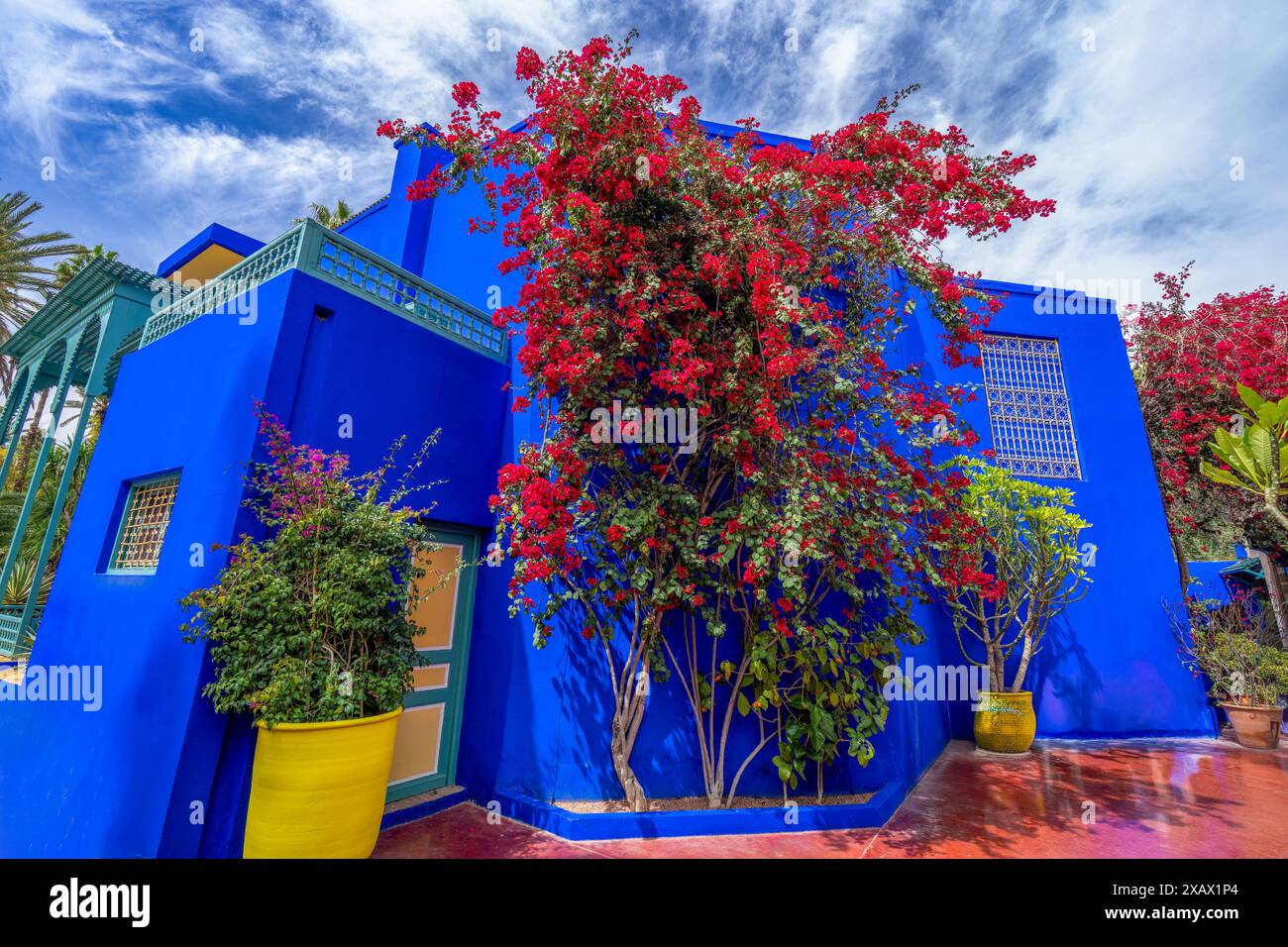 Bougainvillea blooms with red flowers in front of the blue house in the ...