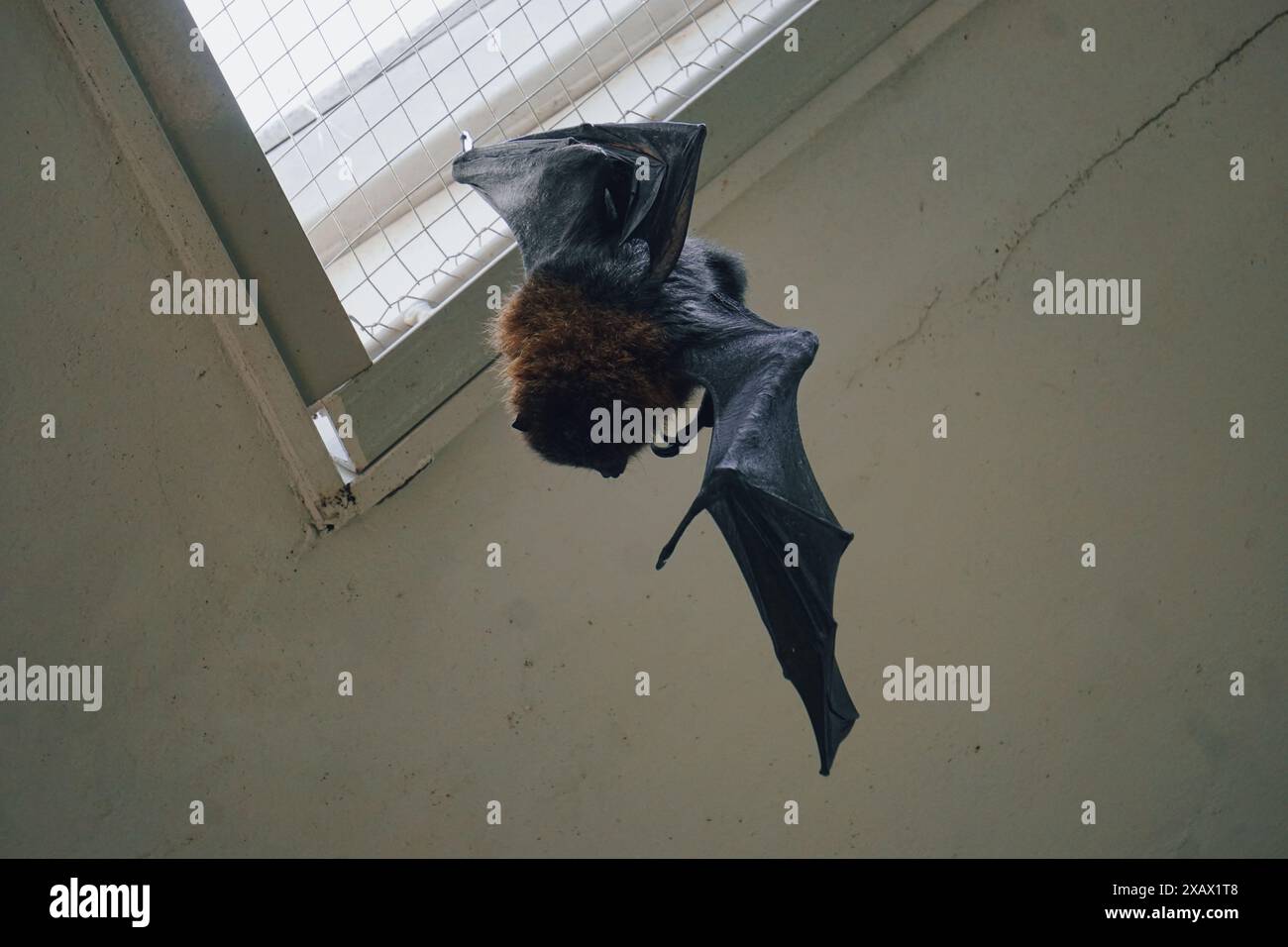 Person hanging from building hi-res stock photography and images - Alamy