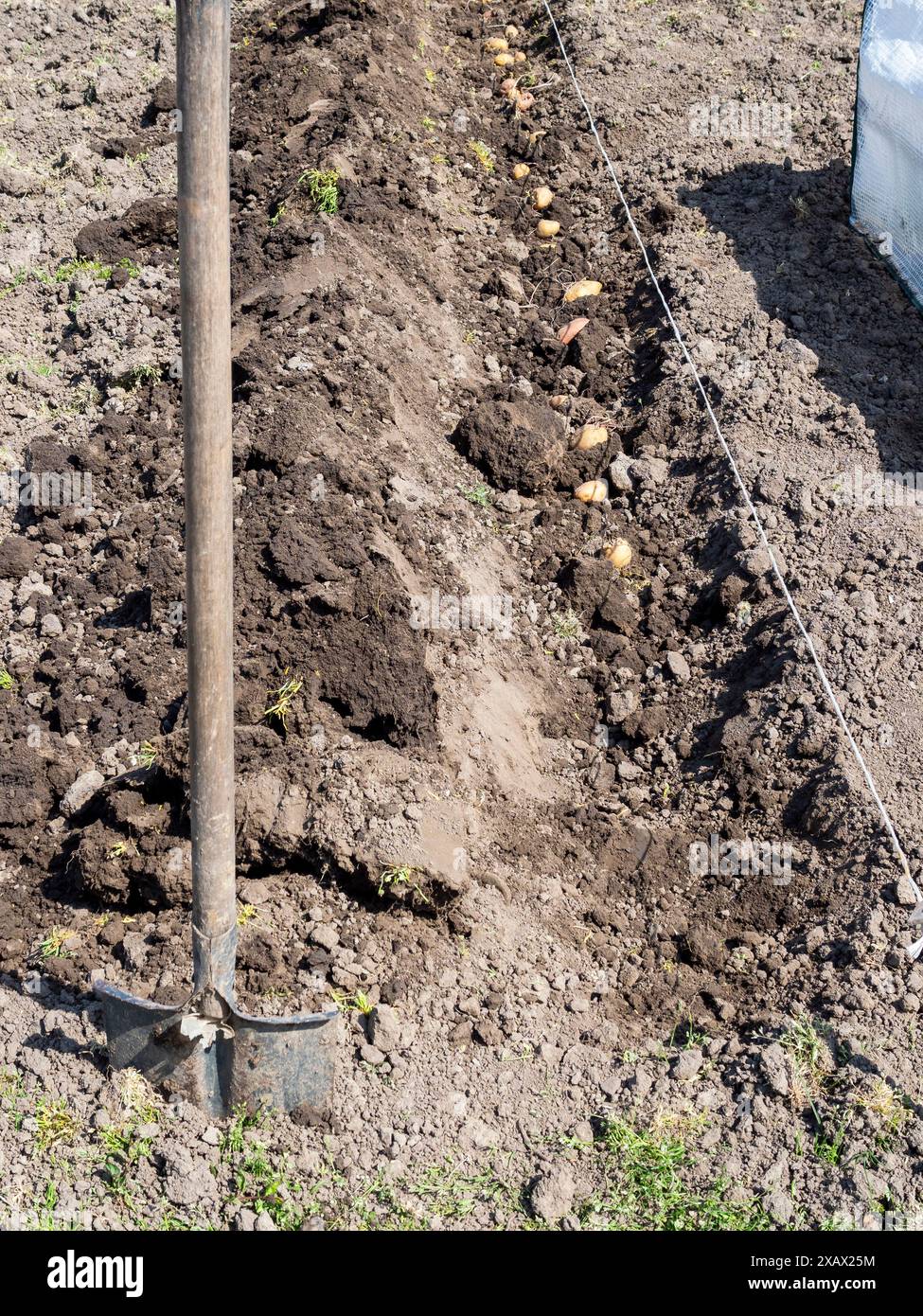 dug-up bed in vegetable garden with sprouted potato tubers when ...