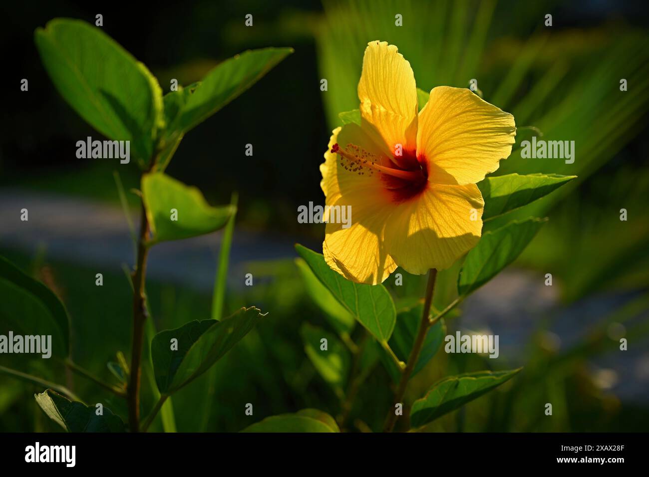 Yellow flower. Beautiful flowering hibiscus. (Hibiscus sabdariffa ...