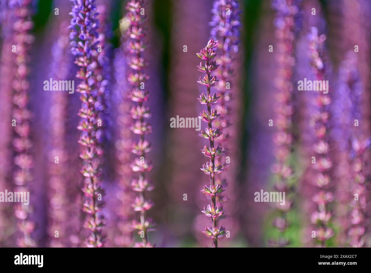 Budding sunlit Salvia purple flowers close up Stock Photo - Alamy