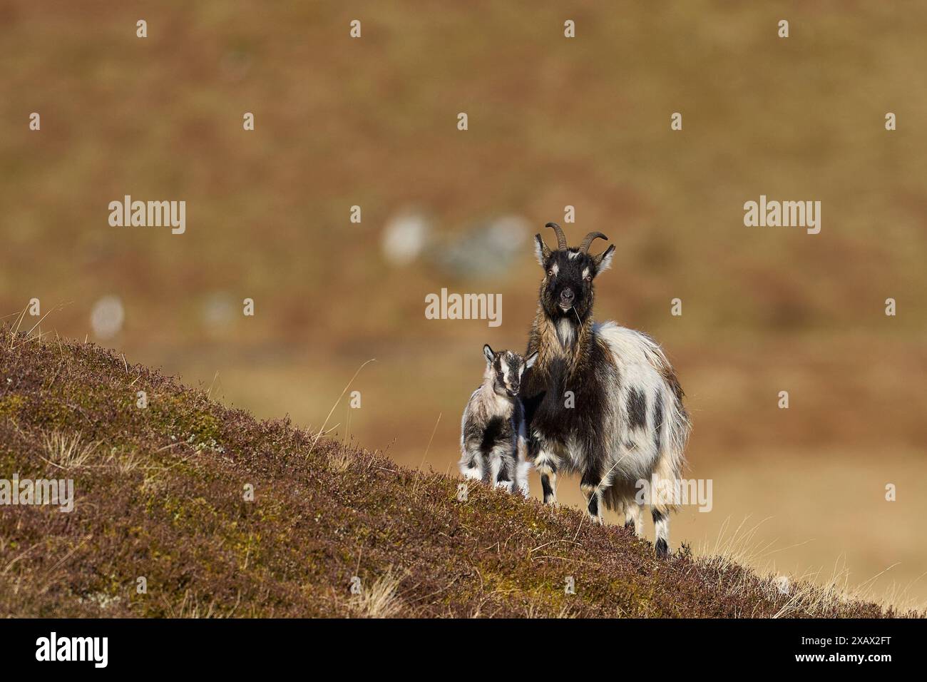 Wild goat highland scotland hi-res stock photography and images - Alamy